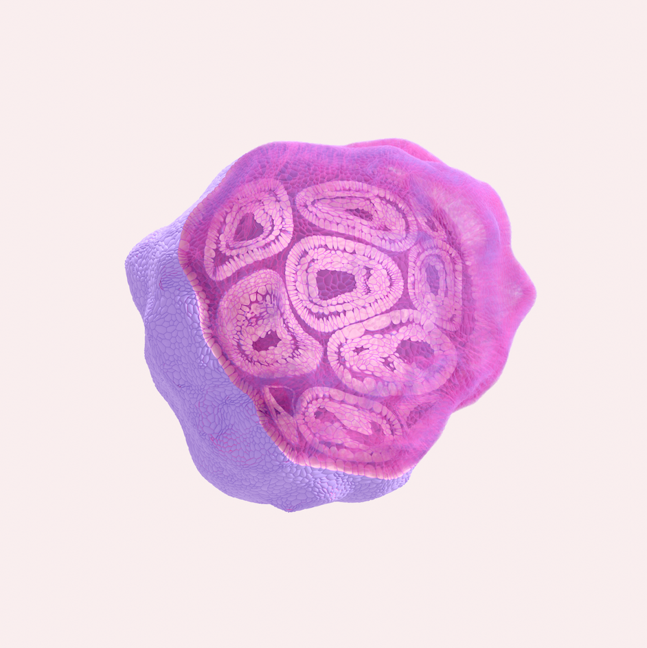 organoid quick facts - life[science]graphics