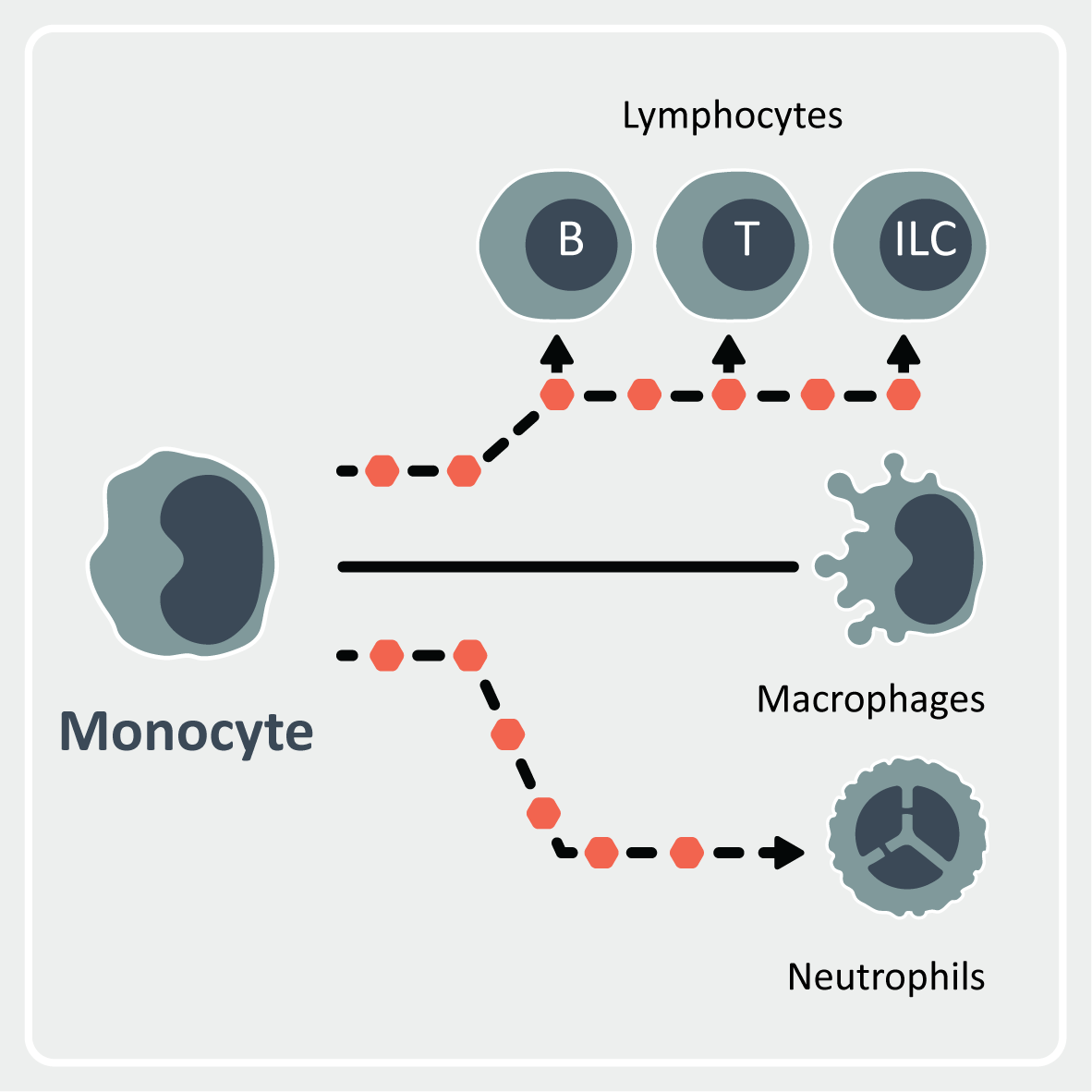 Granite Bio AG - life[science]graphics